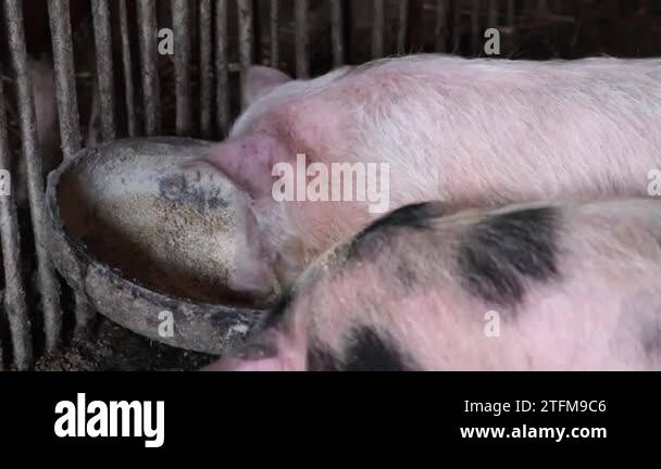 Pigs eat food on a pig farm. Animal breeding in rural areas Stock Video ...