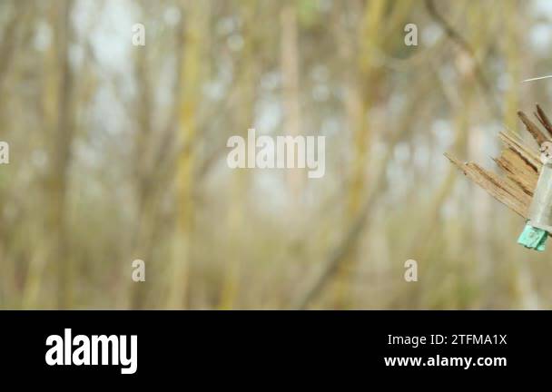 Needle woods Stock Videos & Footage - HD and 4K Video Clips - Alamy