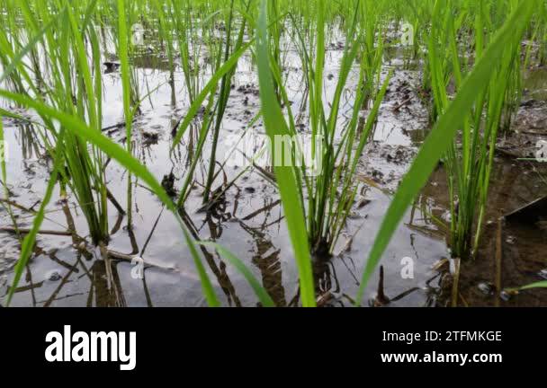 Cultivation of small rice plants with stems that are still small with ...
