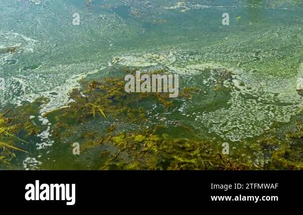 Blue-green (Microcystis aeruginosa) algae in dirty water in a lake ...