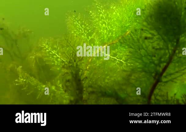 Utricularia trap Stock Videos & Footage - HD and 4K Video Clips - Alamy