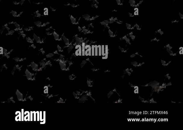 Flying Bats Animation with Black green screen Channel Halloween ...