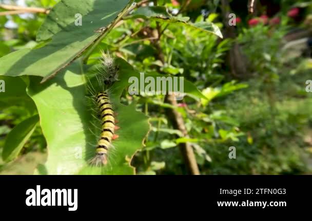 Life cycle of a caterpillar Stock Videos & Footage - HD and 4K Video ...