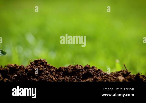 Macro shot of sliding in front of wet soil pile, revealing a stem of ...