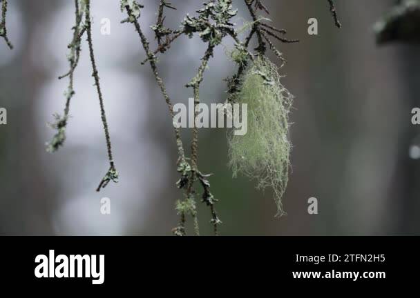 Witches hair Stock Videos & Footage - HD and 4K Video Clips - Alamy