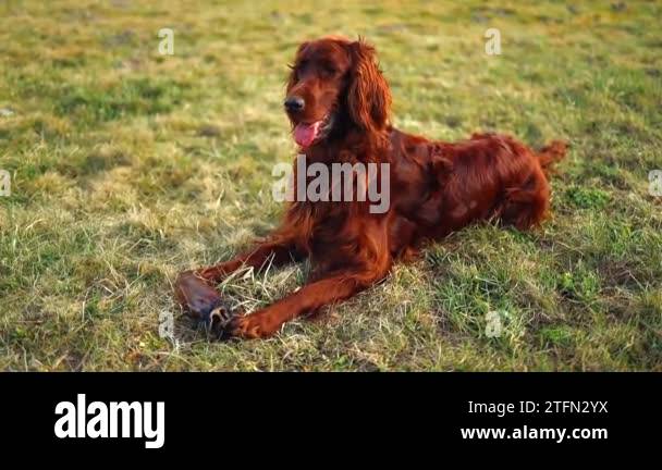 Bone setter Stock Videos & Footage - HD and 4K Video Clips - Alamy