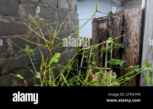 Indian almond tree Stock Videos & Footage - HD and 4K Video Clips - Alamy