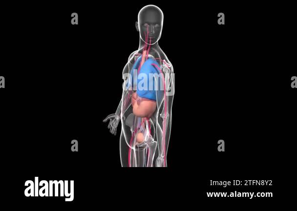 3d animation of the transparent glass figure of a rotating human body ...