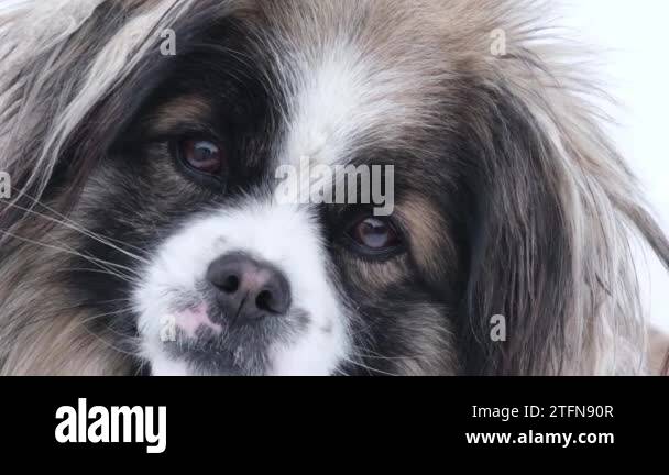 Sad dog face Stock Videos & Footage - HD and 4K Video Clips - Alamy