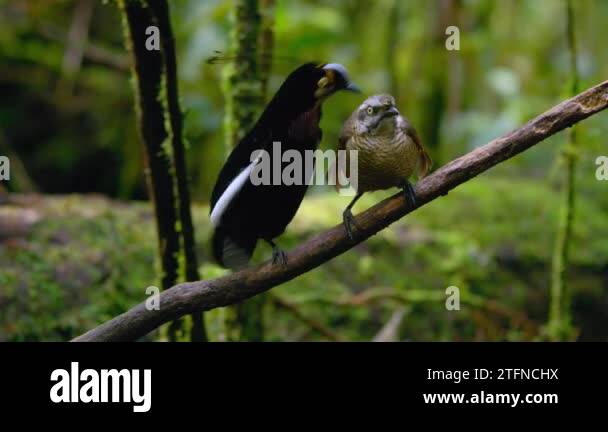 Male bird display female Stock Videos & Footage - HD and 4K Video Clips ...