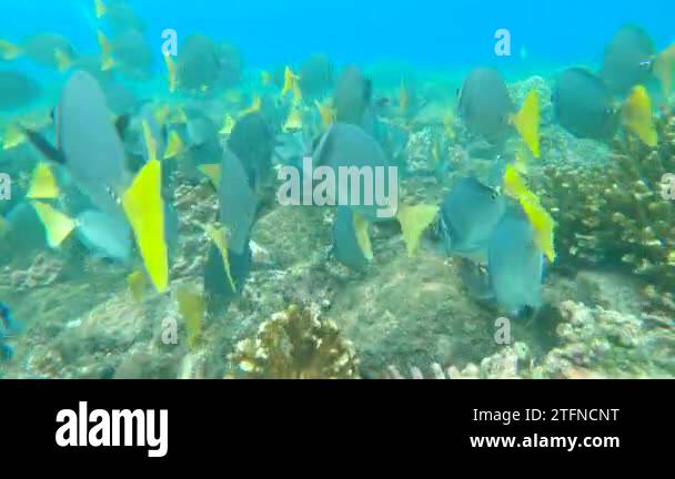 Swimming ecosystem Stock Videos & Footage - HD and 4K Video Clips - Alamy