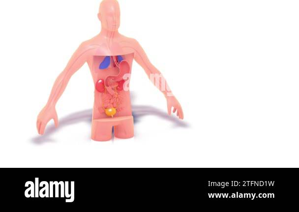 Human anatomy male body and organs Stock Videos & Footage - HD and 4K ...