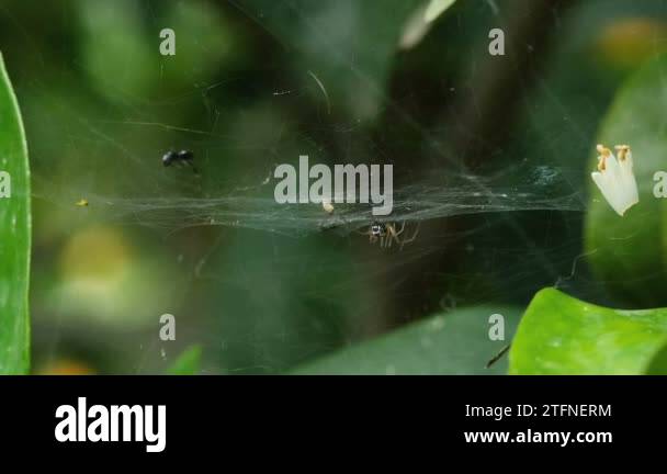 Insect of ecosystem Stock Videos & Footage - HD and 4K Video Clips - Alamy