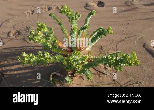 Euphorbia myrsinites (myrtle spurge) in desert sand. Nature background ...