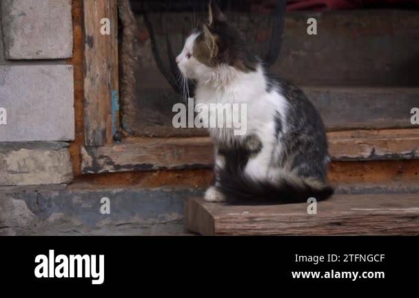 Homeless and dirty kitten sits with a sad muzzle. The problem of ...
