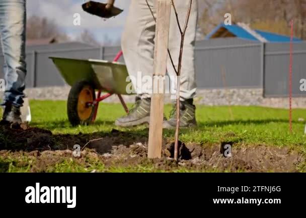 Farmers plant young trees in fertile soil, farmer fertilize tree with ...