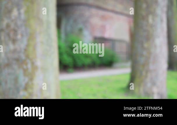 Out of focus background plate of Out of focus background plate of trees ...