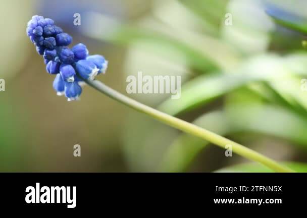 Muscari mouse hyacinth neglectum Stock Videos & Footage - HD and 4K ...