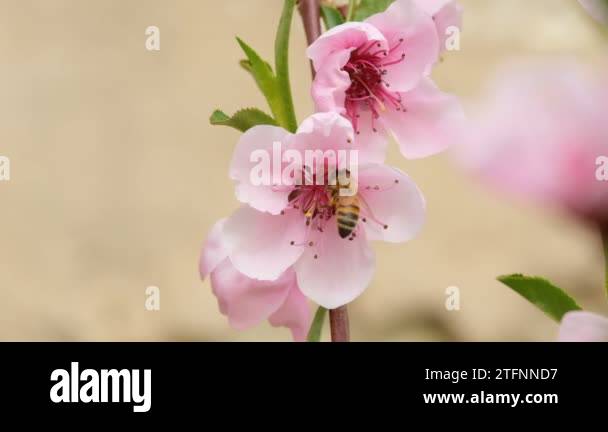 Peach blossom with bee Stock Videos & Footage - HD and 4K Video Clips ...