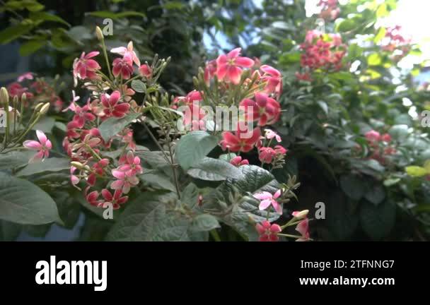 Hiptage benghalensis flower Stock Videos & Footage - HD and 4K Video ...