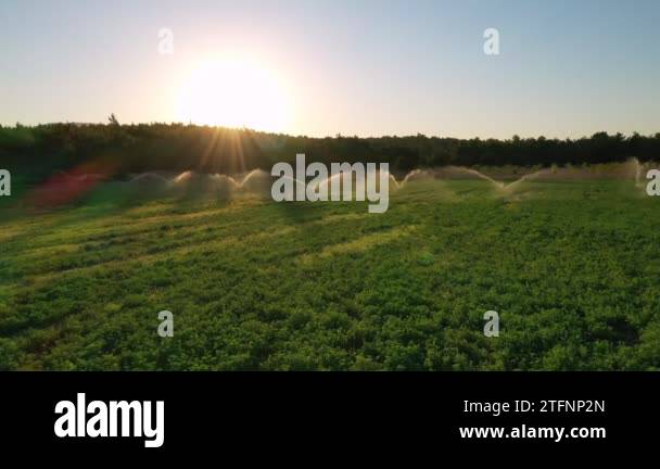 Green agriculture field at golden sunset. Beautiful sun rays ...