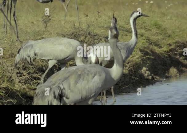 Flying crane fly cranes Stock Videos & Footage - HD and 4K Video Clips ...