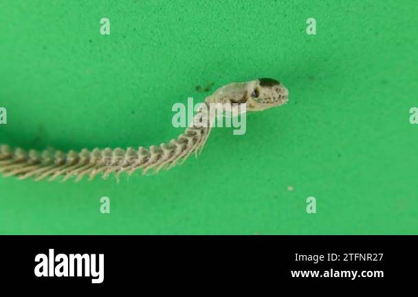 Snakes bones Stock Videos & Footage - HD and 4K Video Clips - Alamy