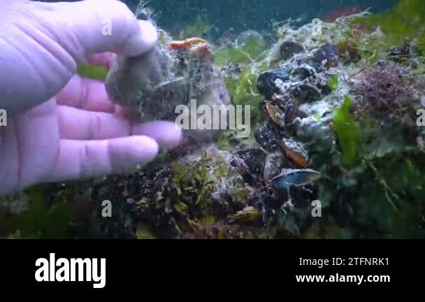 Shellfish species Stock Videos & Footage - HD and 4K Video Clips - Alamy