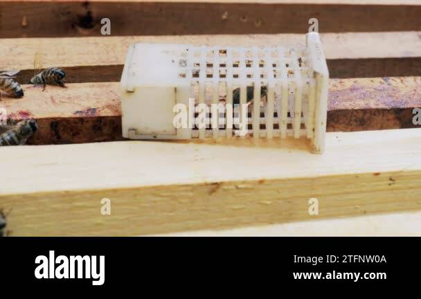 A small plastic box, a cage with a queen bee. A small cage with a queen ...