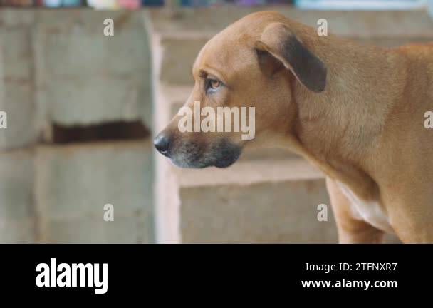 Chocolate dog Stock Videos & Footage - HD and 4K Video Clips - Alamy