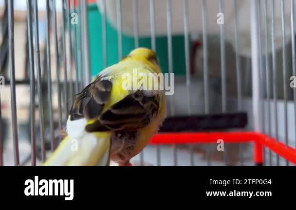 Bird inside a cage Stock Videos & Footage - HD and 4K Video Clips - Alamy