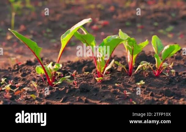 Young growing red beets in the early morning at sunrise close-up on a ...