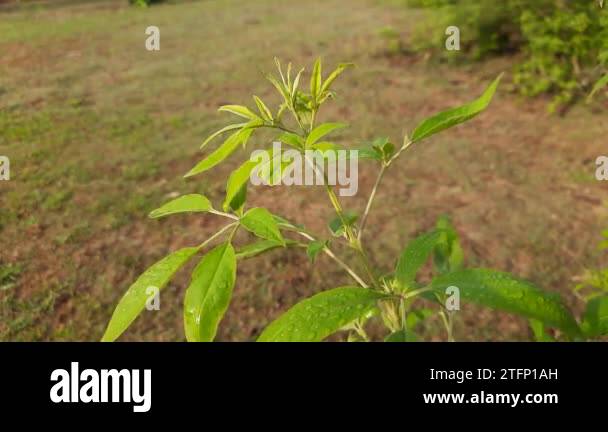 Chaste tree vitex negundo Stock Videos & Footage - HD and 4K Video ...