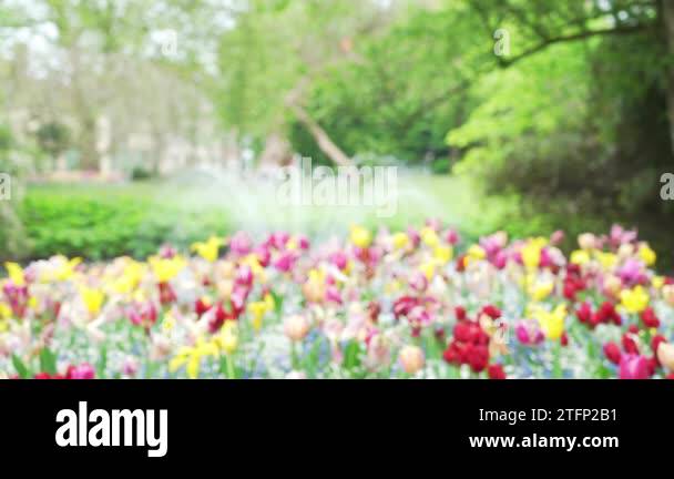 Out of focus background plate of city park with flower bed of tulips ...