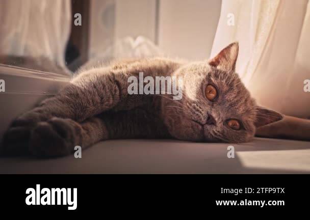 Cat is basking and sunbathing on a white window sill by the window. The ...