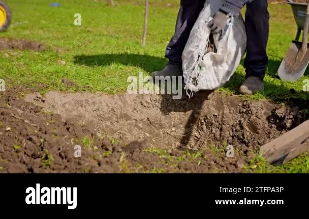 Man pours pine cones from bag into pit before planting plant in ground ...