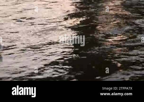 Collecting trash shore garbage. Volunteer cleaning river trash pick up ...