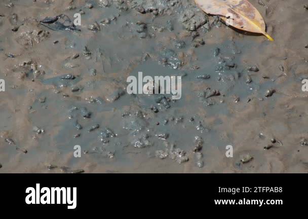 Mudskipper is a fish that lives on land, freshwater, brackish water and ...