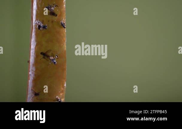 Flies stick to the sticky tape to kill pests. Pest control Stock Video ...