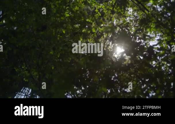 Live texture with green leaves and breaking sun rays. The rays of the ...