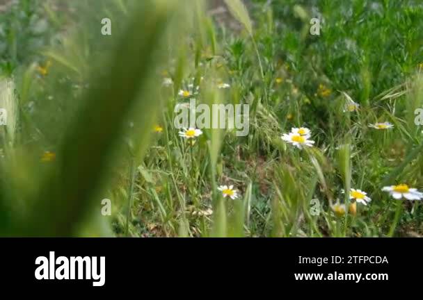 Canyon daisy flower Stock Videos & Footage - HD and 4K Video Clips - Alamy