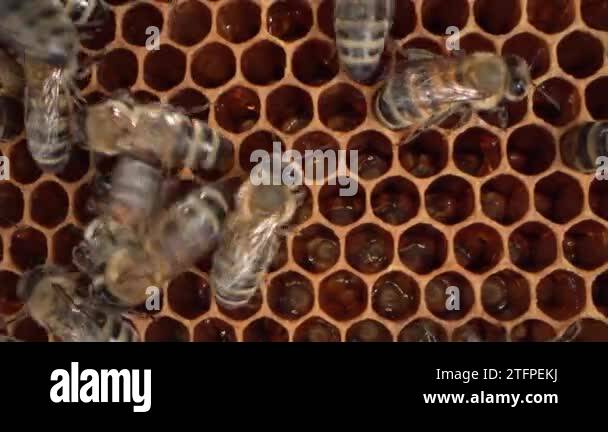 Queen bee larvae Stock Videos & Footage - HD and 4K Video Clips - Alamy