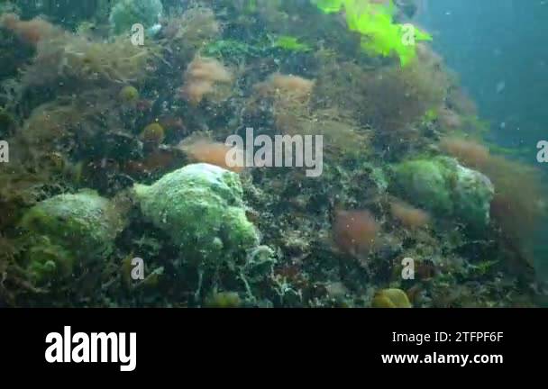 Marine invasive species Veined whelk (Rapana venosa), underwater ...