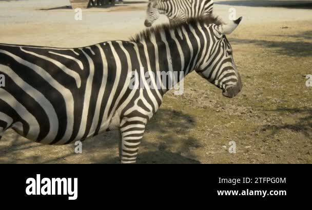 Zebra at a zoo Stock Videos & Footage - HD and 4K Video Clips - Alamy
