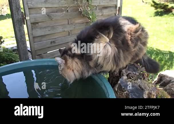 Video of Norwegian Forest Cat drinking from a rain barrel Stock Video ...