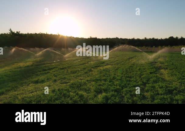 Green agriculture field at golden sunset. Beautiful sun rays ...