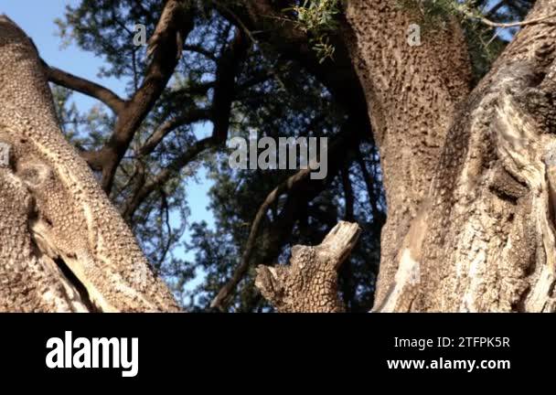 Argan tree trunk with beautifully textured bark and branches with ...