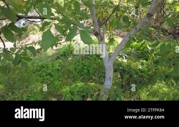 walnut tree. Walnut is the nut of any tree of the genus Juglans Family ...