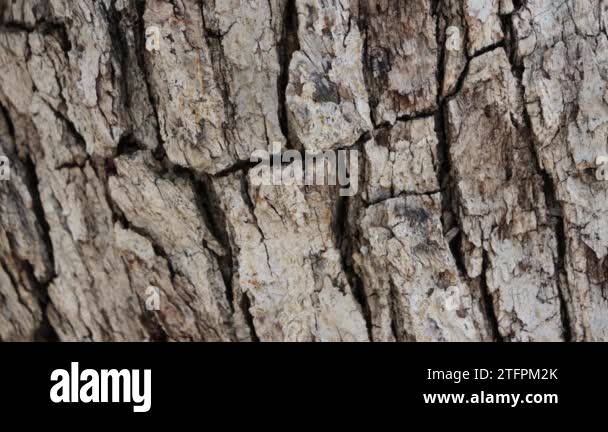 Quercus chrysolepis Stock Videos & Footage - HD and 4K Video Clips - Alamy