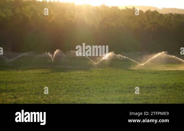 Green agriculture field at golden sunset. Beautiful sun rays ...